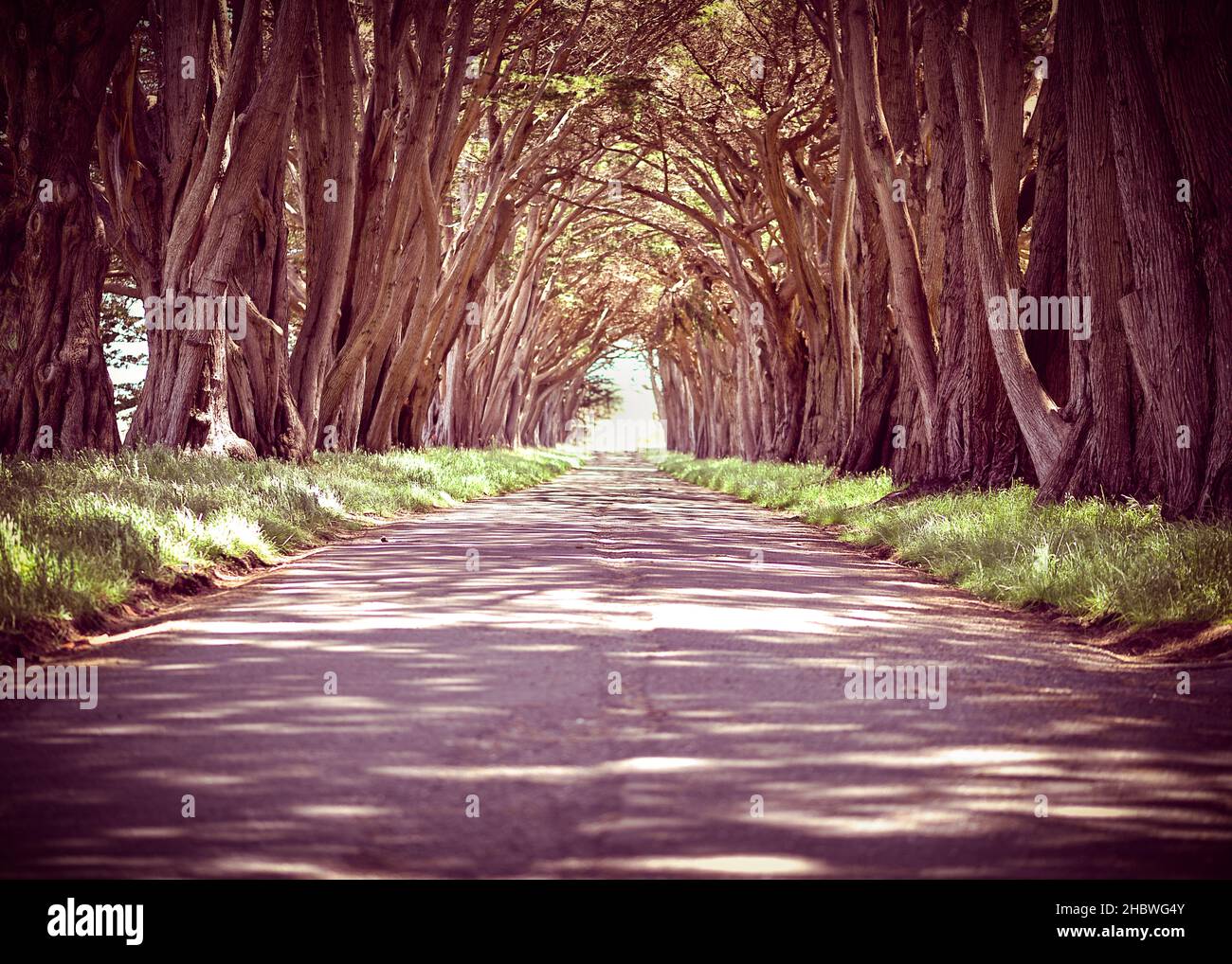 A long trail through arching trees in a park Stock Photo - Alamy