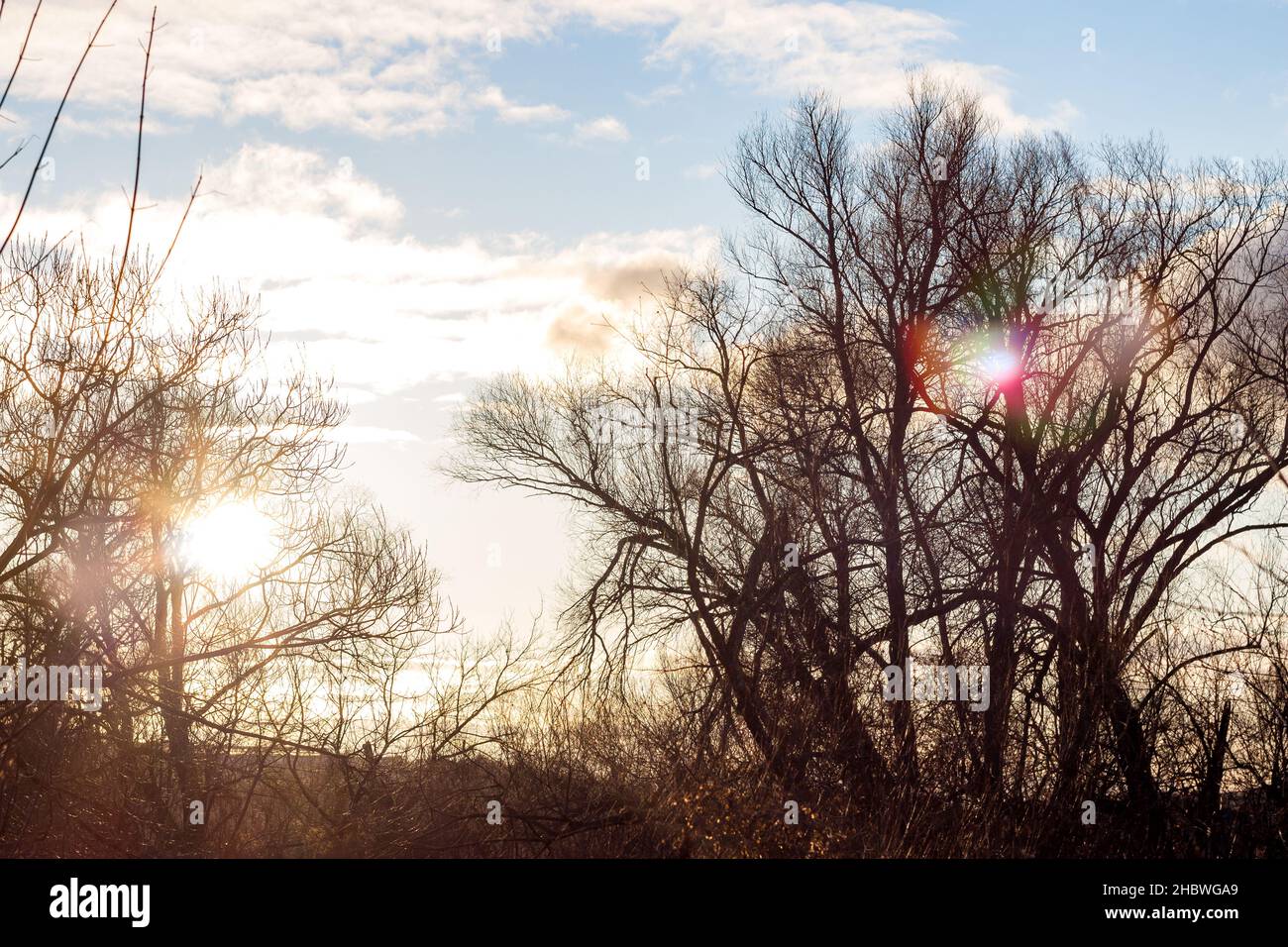 Evening sun and optical glare on the background of autumn trees Stock ...