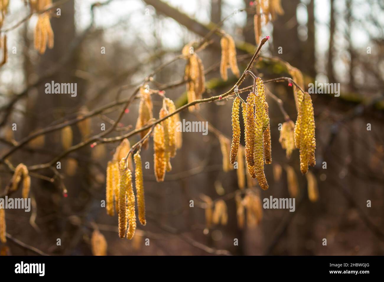 Beautiful spring background with yellow hazel earrings Stock Photo - Alamy
