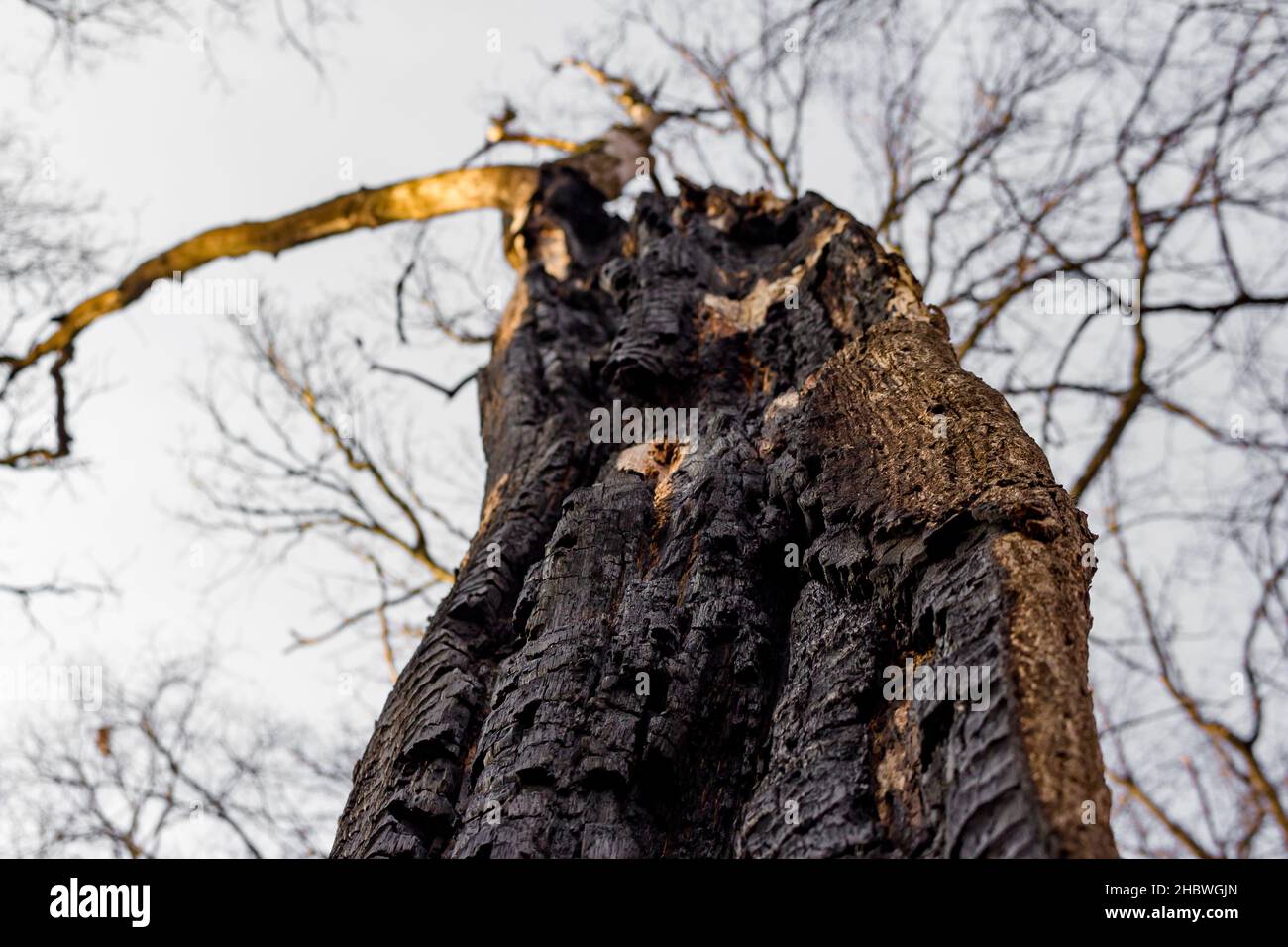 Trunk charred after forest fire hi-res stock photography and images - Alamy