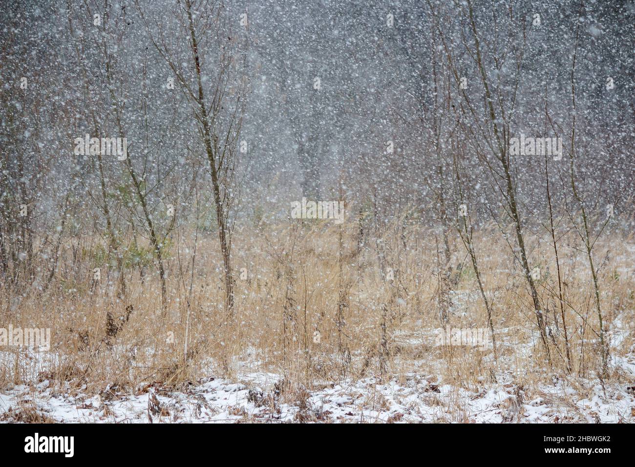 Heavy snowfall in nature, field and trees in winter Stock Photo - Alamy