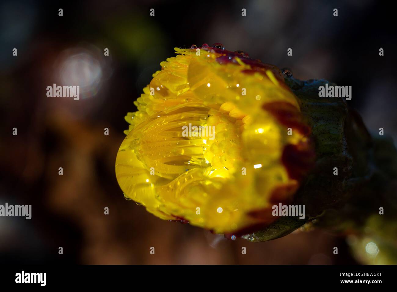 Drop of water inside a yellow flower - coltsfoot plant (Tussilago ...