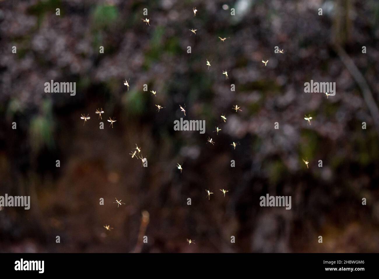 Mosquitoes swarm hi-res stock photography and images - Alamy