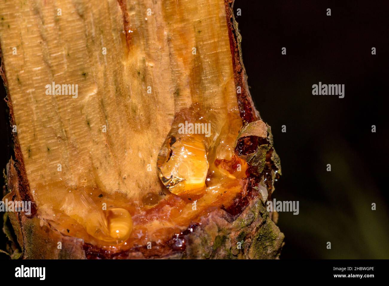 Pine resin healing hi-res stock photography and images - Alamy