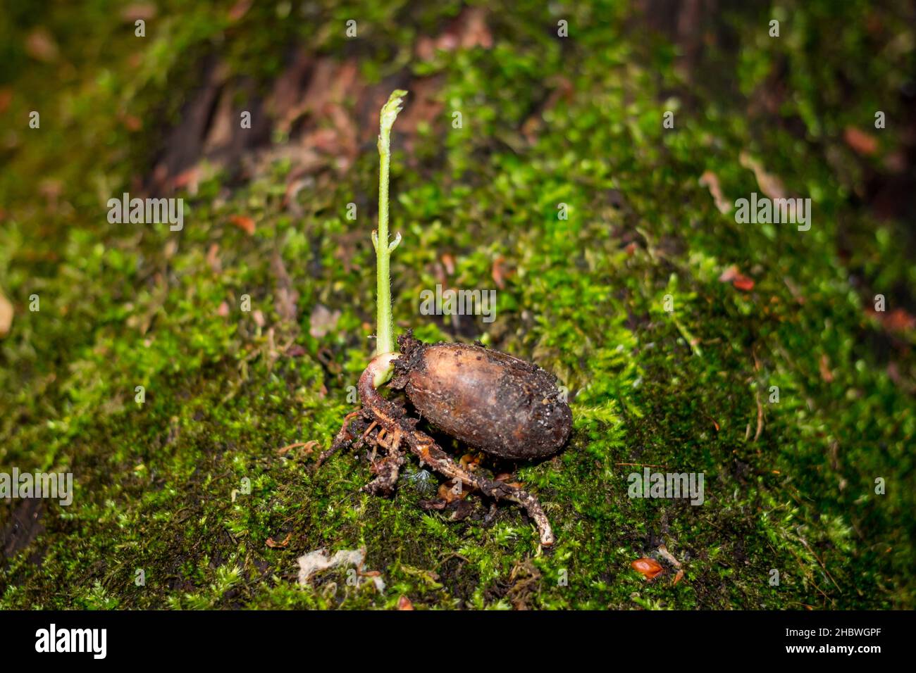 Sprouted oak acorn in the forest Stock Photo - Alamy