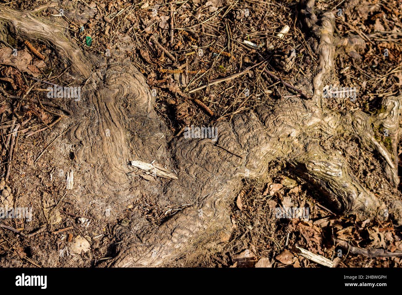 Thickened oak roots on a footpath, tree root system Stock Photo - Alamy
