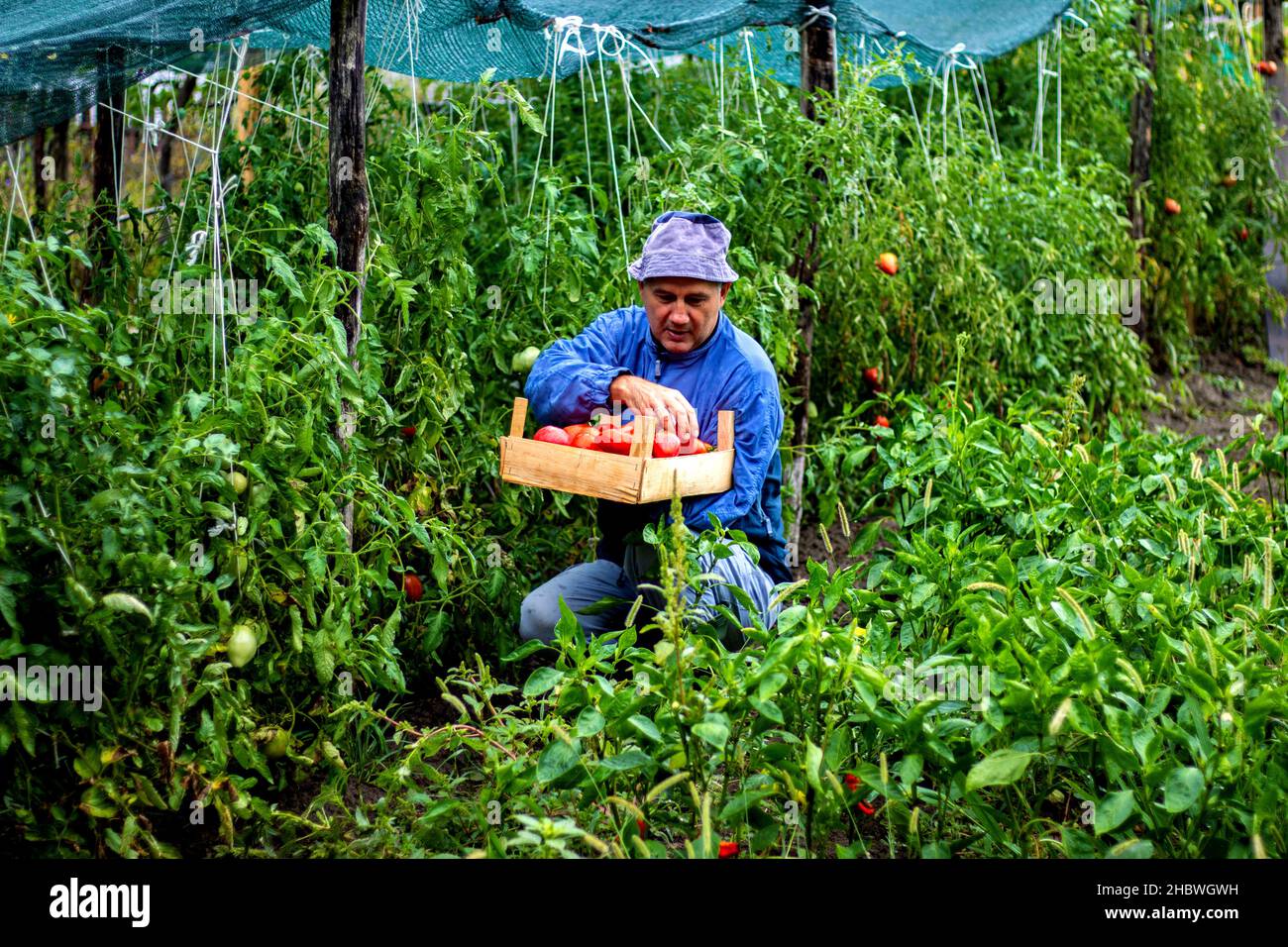 Farmer collecting organic tomatoes in a garden Stock Photo - Alamy