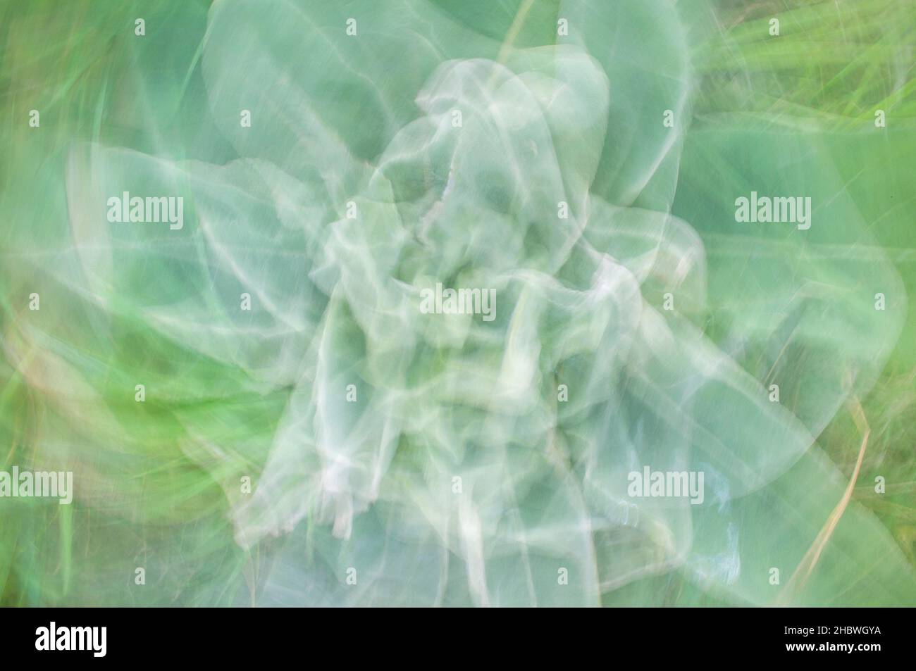 Verbascum, soil wild plant at stemless rosette stage. Motion defocused ...