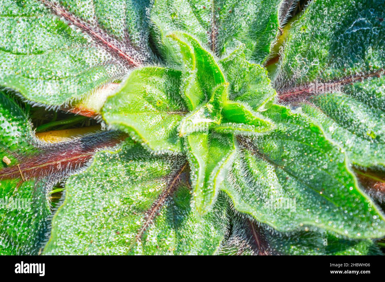 Echium plantagineum, surface wild plant at stemless rosette stage ...