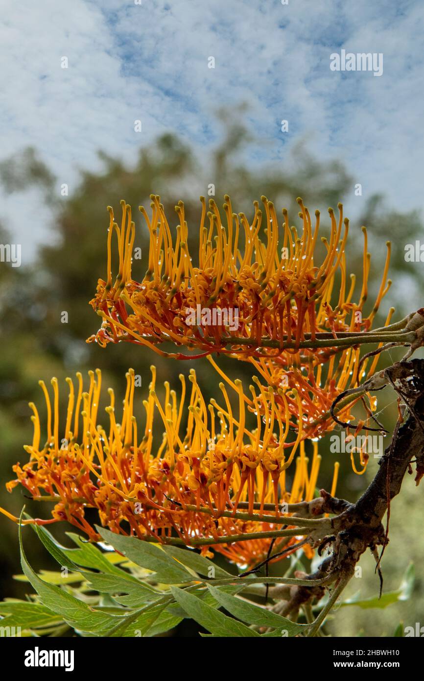 Grevillea Robusta Fruit