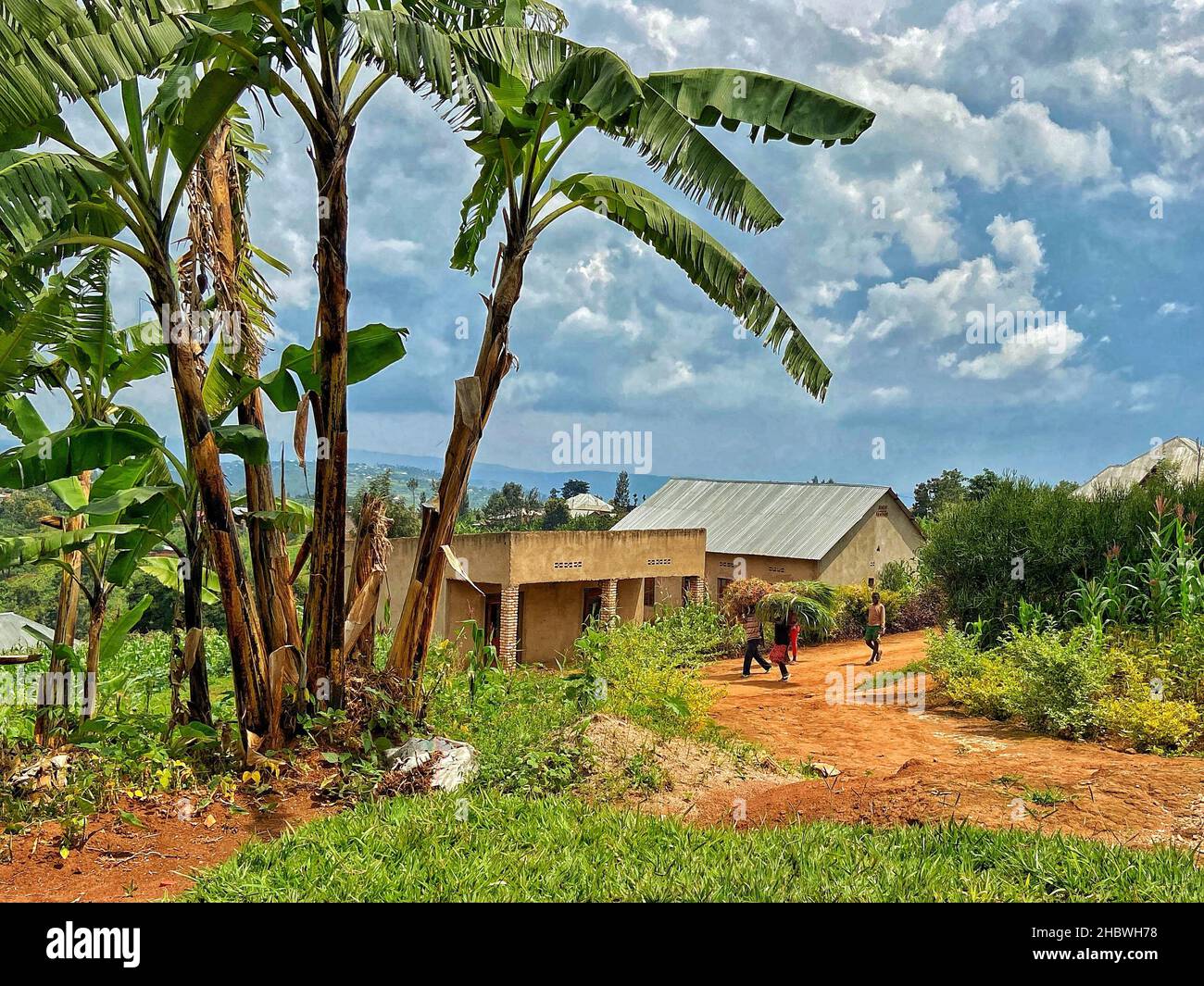 Huts Carrying Grass with tropical trees in Rwanda Stock Photo - Alamy