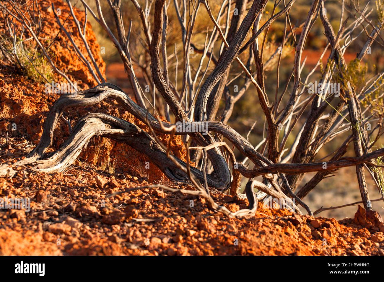 Roots of a Mallee bush growing in rock, Sandstone, Western Australia ...