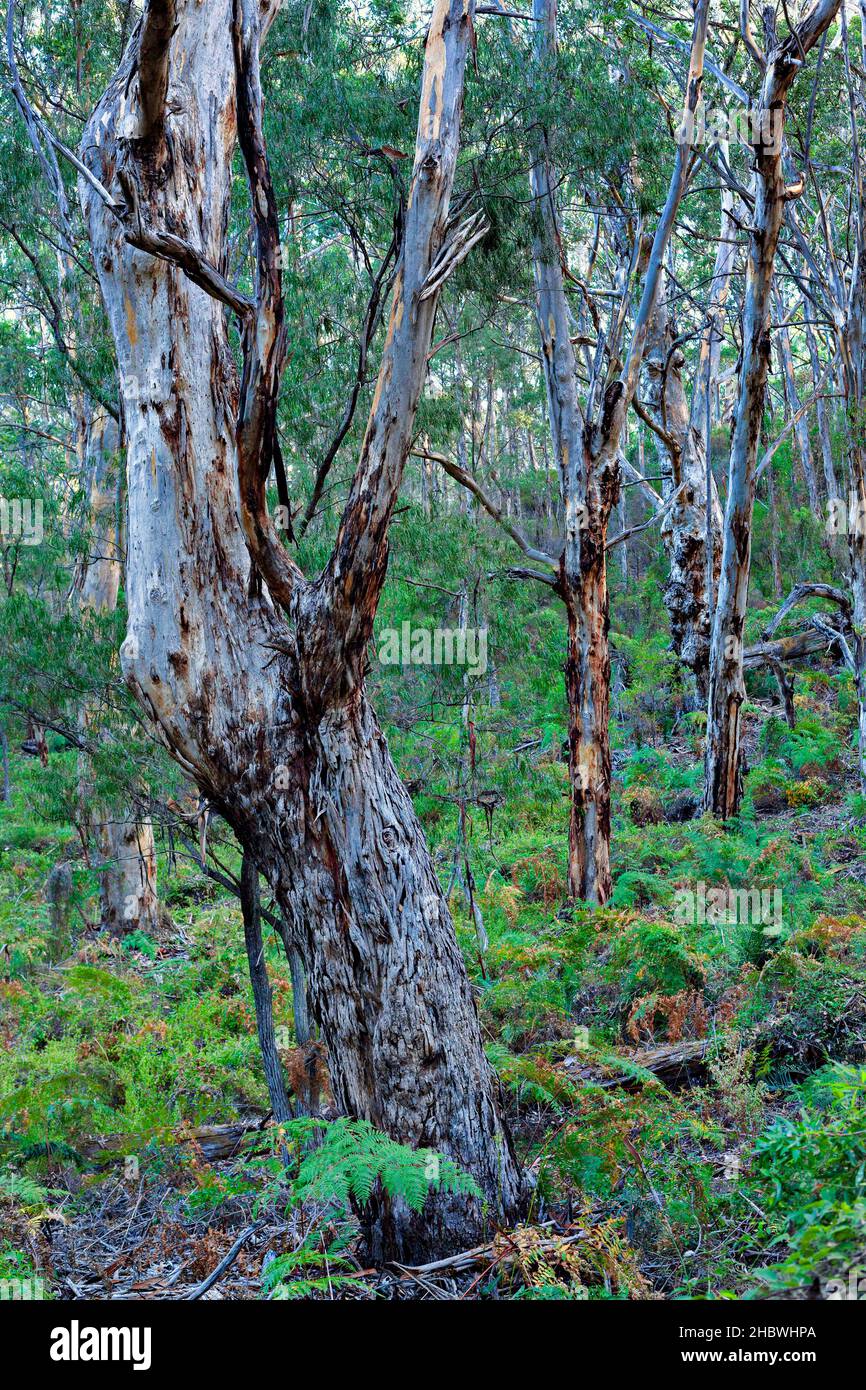 Eucalyptus Karri tree forest (eucalyptus diversicolor), Augusta ...
