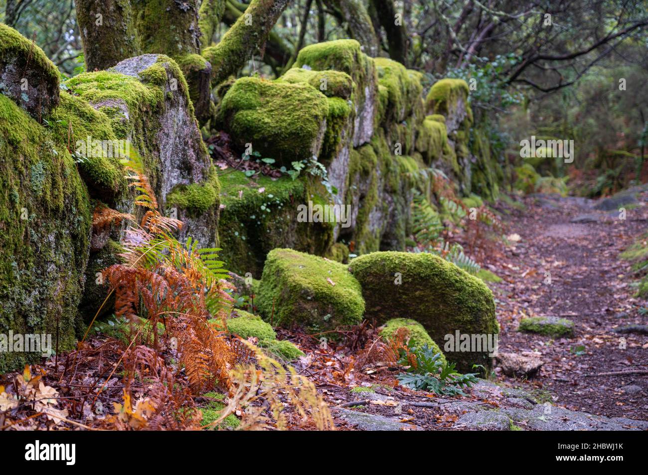 The nature of Geira Roman Road in Peneda-Geres National Park in ...