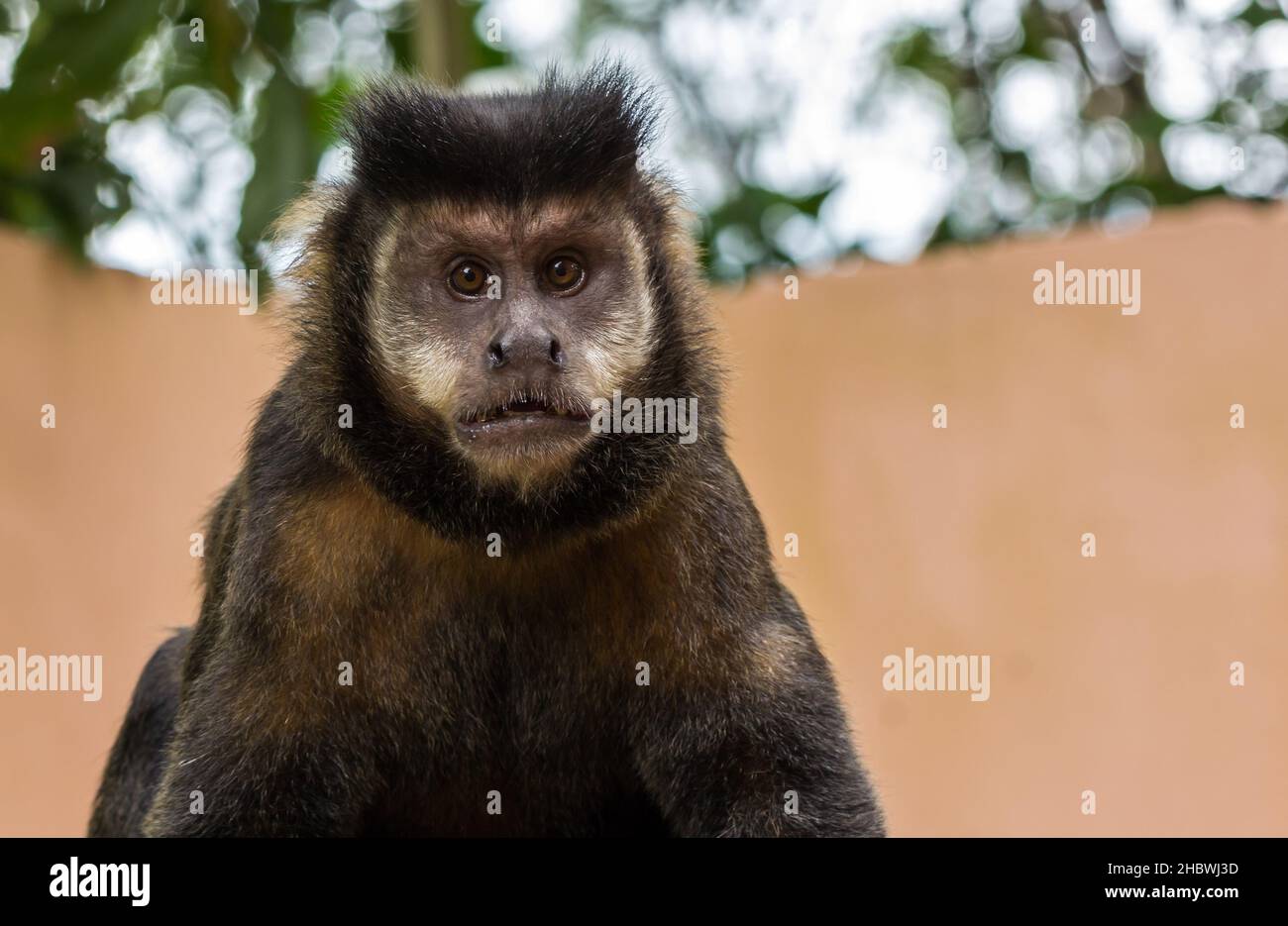 Closeup shot capuchin monkey hi-res stock photography and images - Alamy