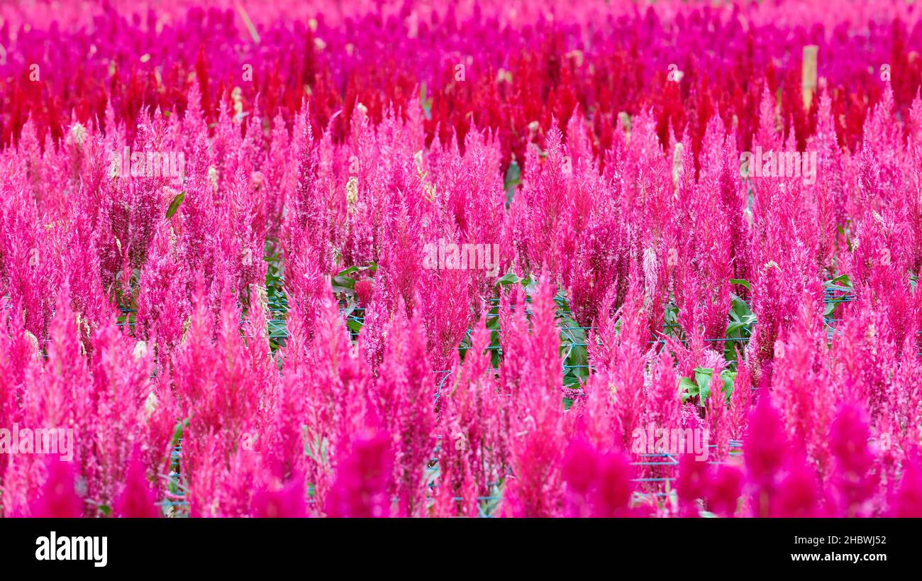 A beautiful background of pink Astilbe flowers or False goat's beard ...