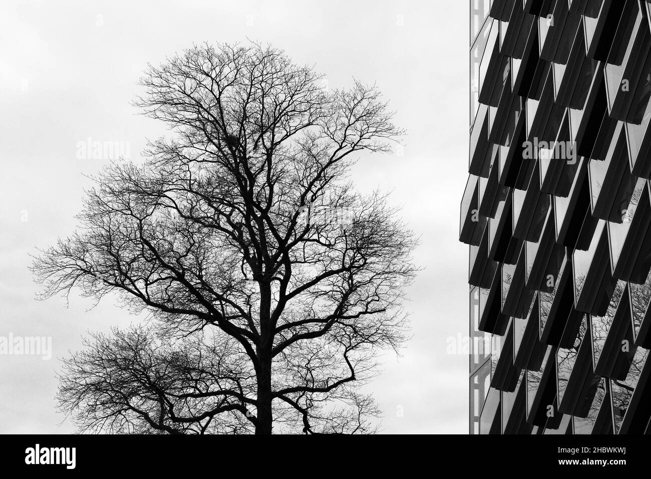 Tree growing out building Black and White Stock Photos & Images - Alamy
