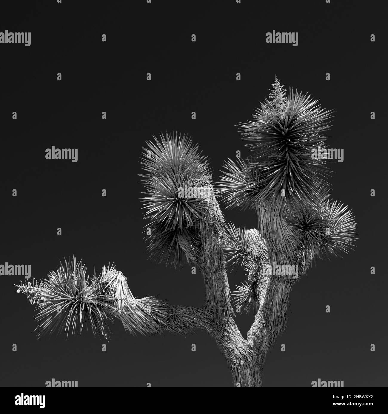 Branches At The Top Of Joshua Tree Twists Toward The Sky in black and ...