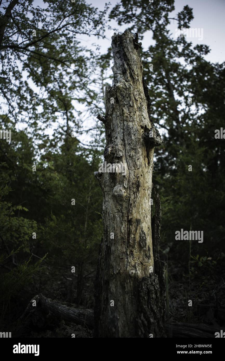 A vertical shot a dry tree trunk surrounded by trees in the forest ...