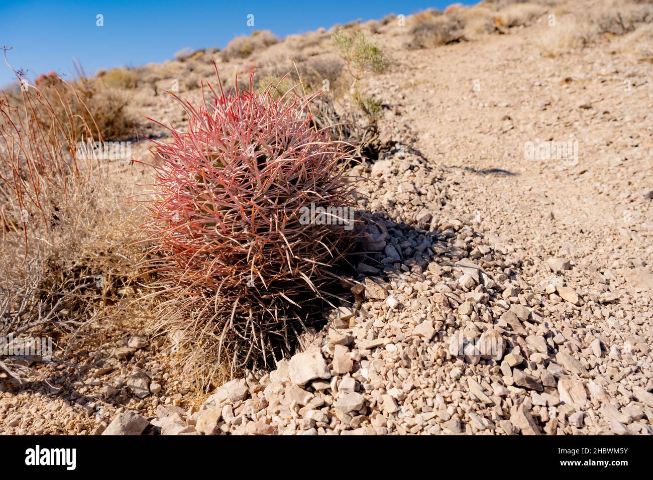 California Barrel Cactus Sits On The Side of A Rocky Trail in Death ...