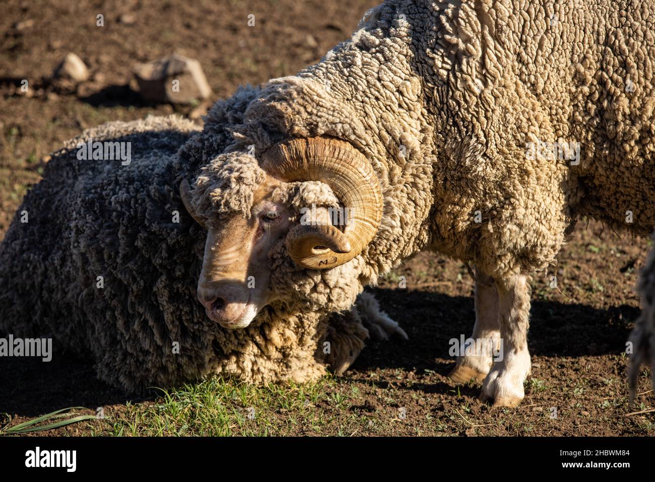 Merinos hi-res stock photography and images - Alamy