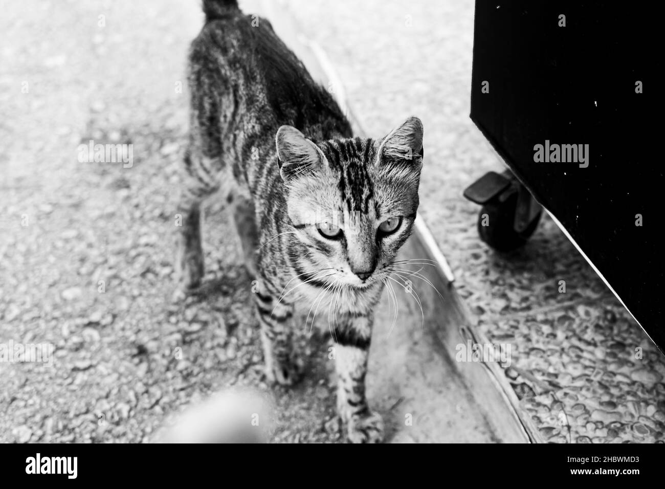 A high angle closeup greyscale of a kitten in the streets Stock Photo ...