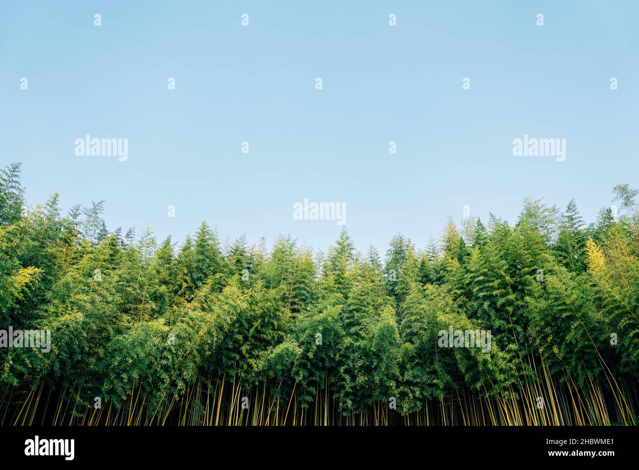 Juknokwon green bamboo forest in Damyang, Korea Stock Photo - Alamy