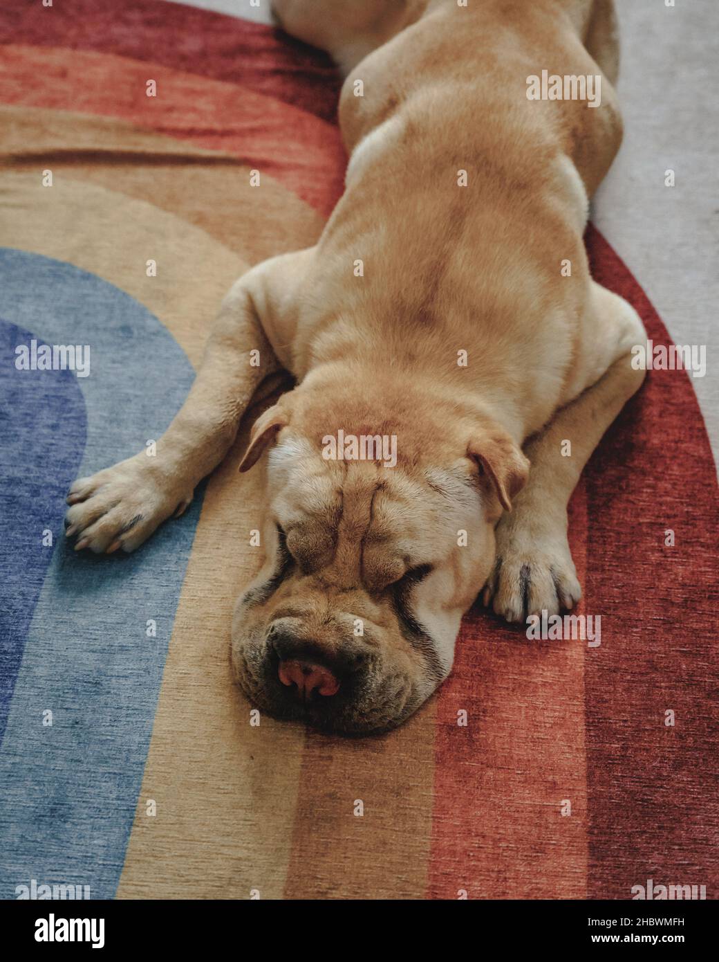 A cute shar pei dog on a ground in the room Stock Photo - Alamy