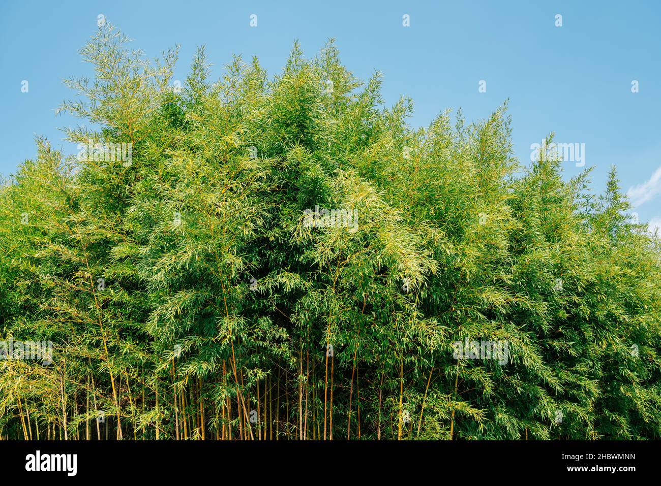 Juknokwon green bamboo forest in Damyang, Korea Stock Photo - Alamy