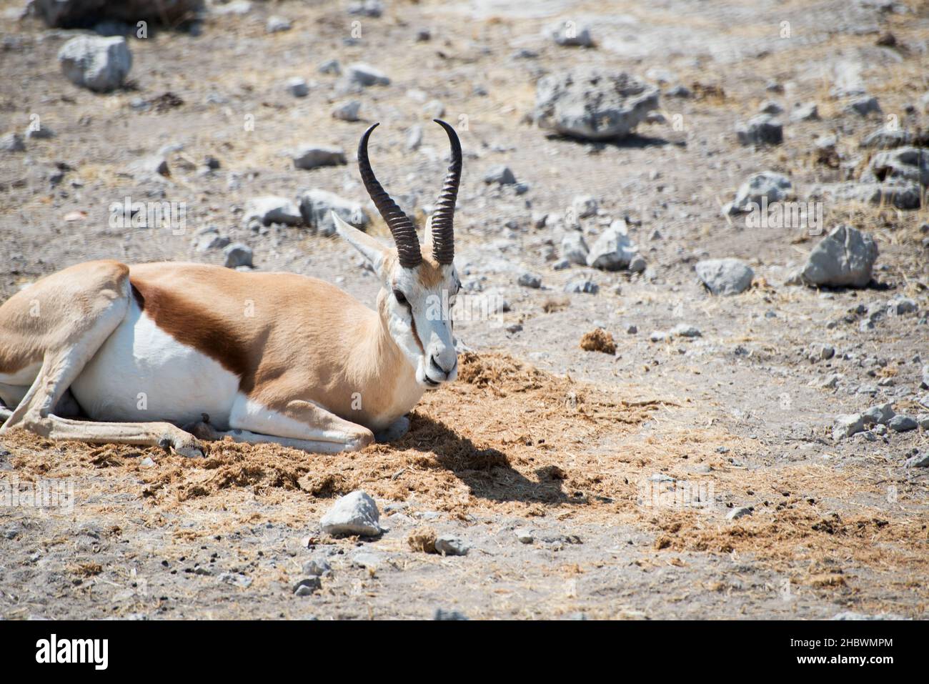 An antelope lying in the Stock Photo - Alamy