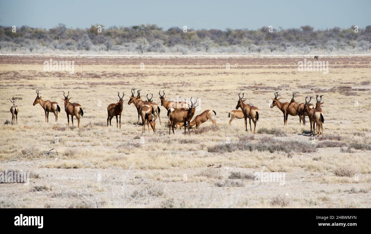 A group of deer in the Safari in Etosha National Park, Namibia Stock ...