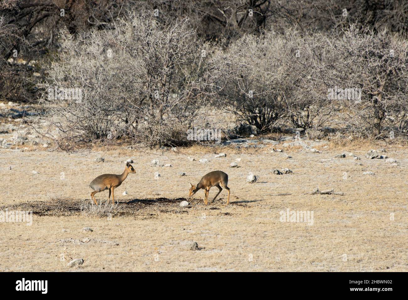 A couple of deer in the Safari in Etosha National Park, Namibia Stock ...