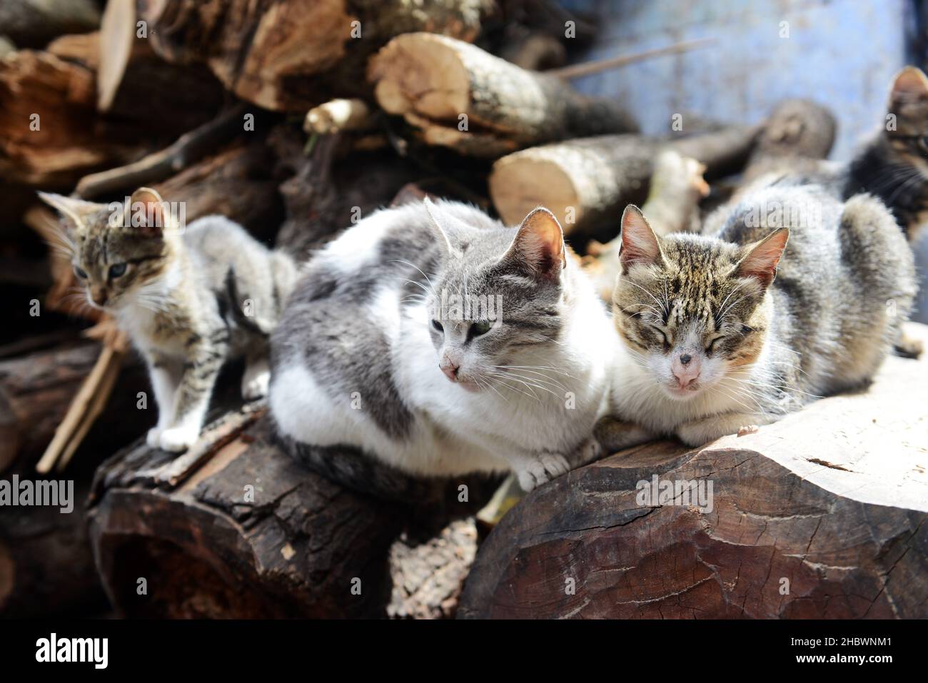 Cute cats in the medina of Chefchaouen, Morocco Stock Photo - Alamy