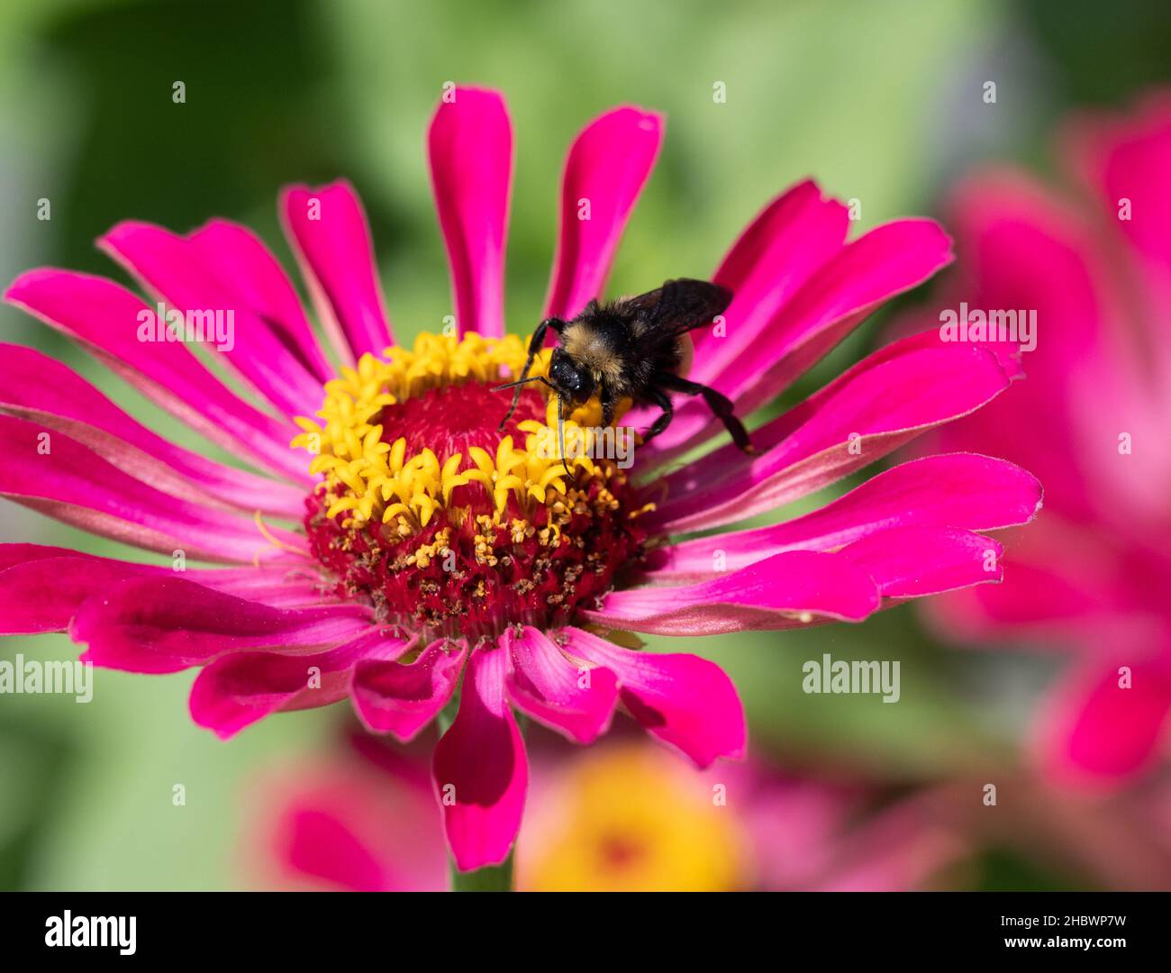 Honey bee collecting pollen in a hot pink zinnia in Darragh Park on ...
