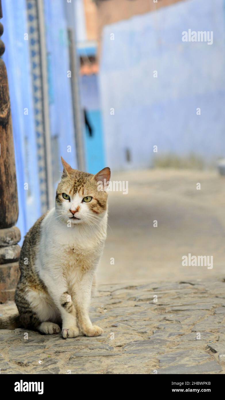 Cute cats in the medina of Chefchaouen, Morocco Stock Photo - Alamy