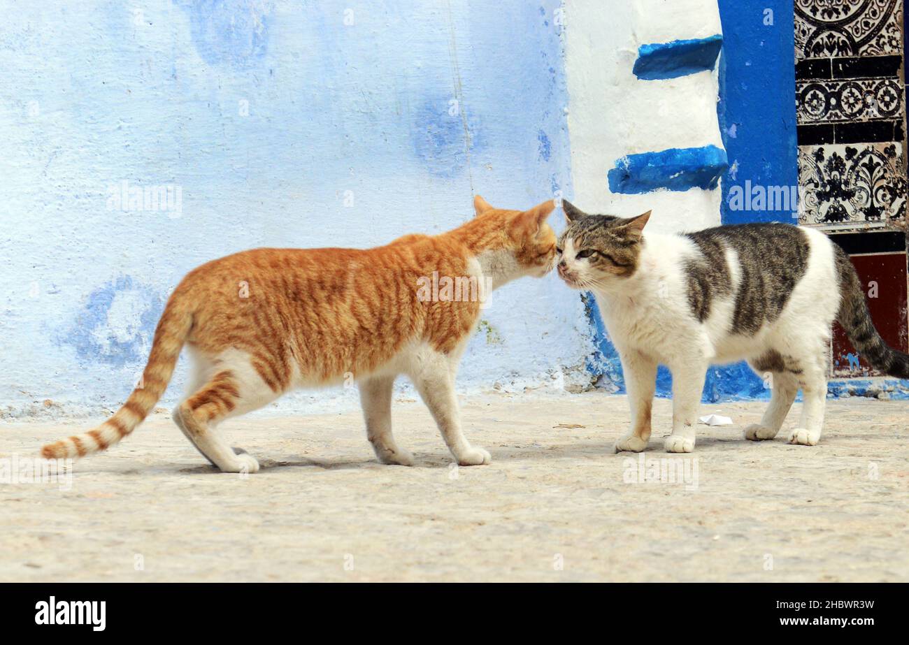 Cute cats in the medina of Chefchaouen, Morocco Stock Photo - Alamy