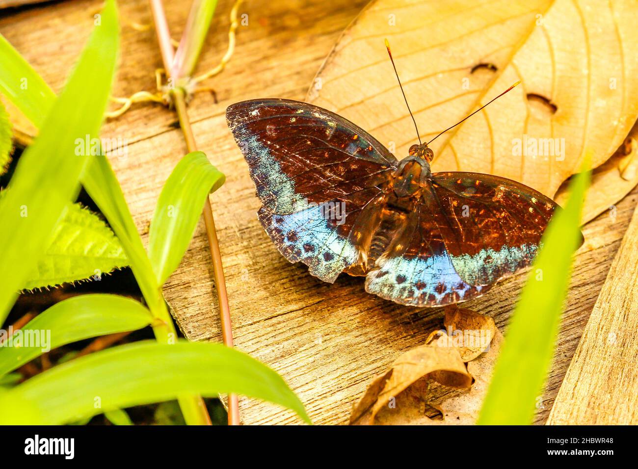 Lexias pardalis butterfly Stock Photo - Alamy