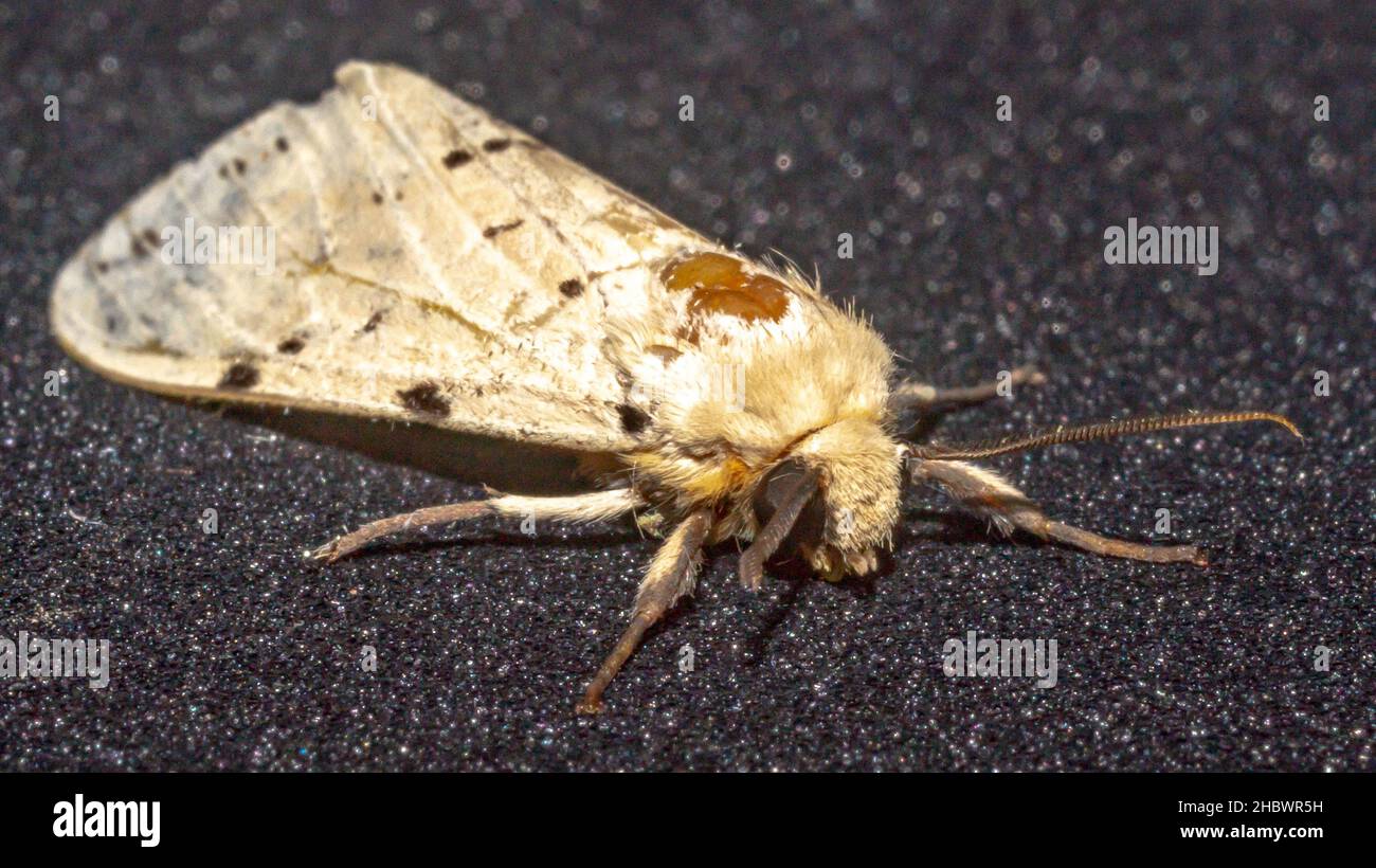 Closeup of Borneo gypsy moth Stock Photo - Alamy