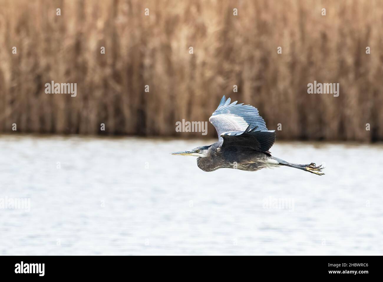 Great Blue Heron flight Stock Photo - Alamy