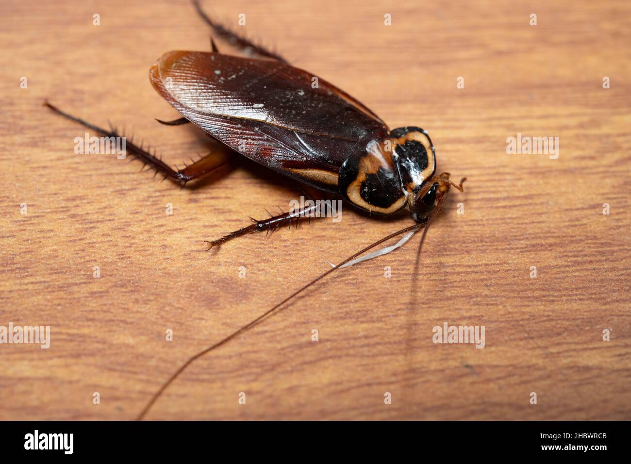 cockroach being smashed on the ground Stock Photo - Alamy