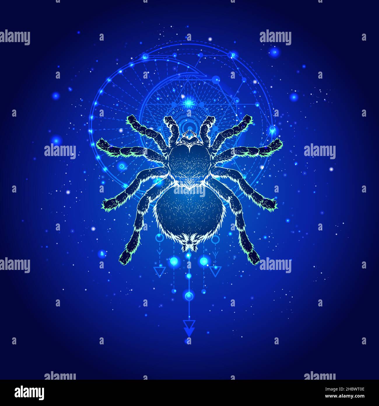 Vector illustration with hand drawn spider tarantula and Sacred ...