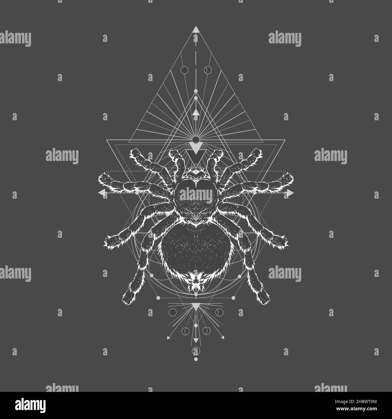 Vector illustration with hand drawn spider tarantula and Sacred ...