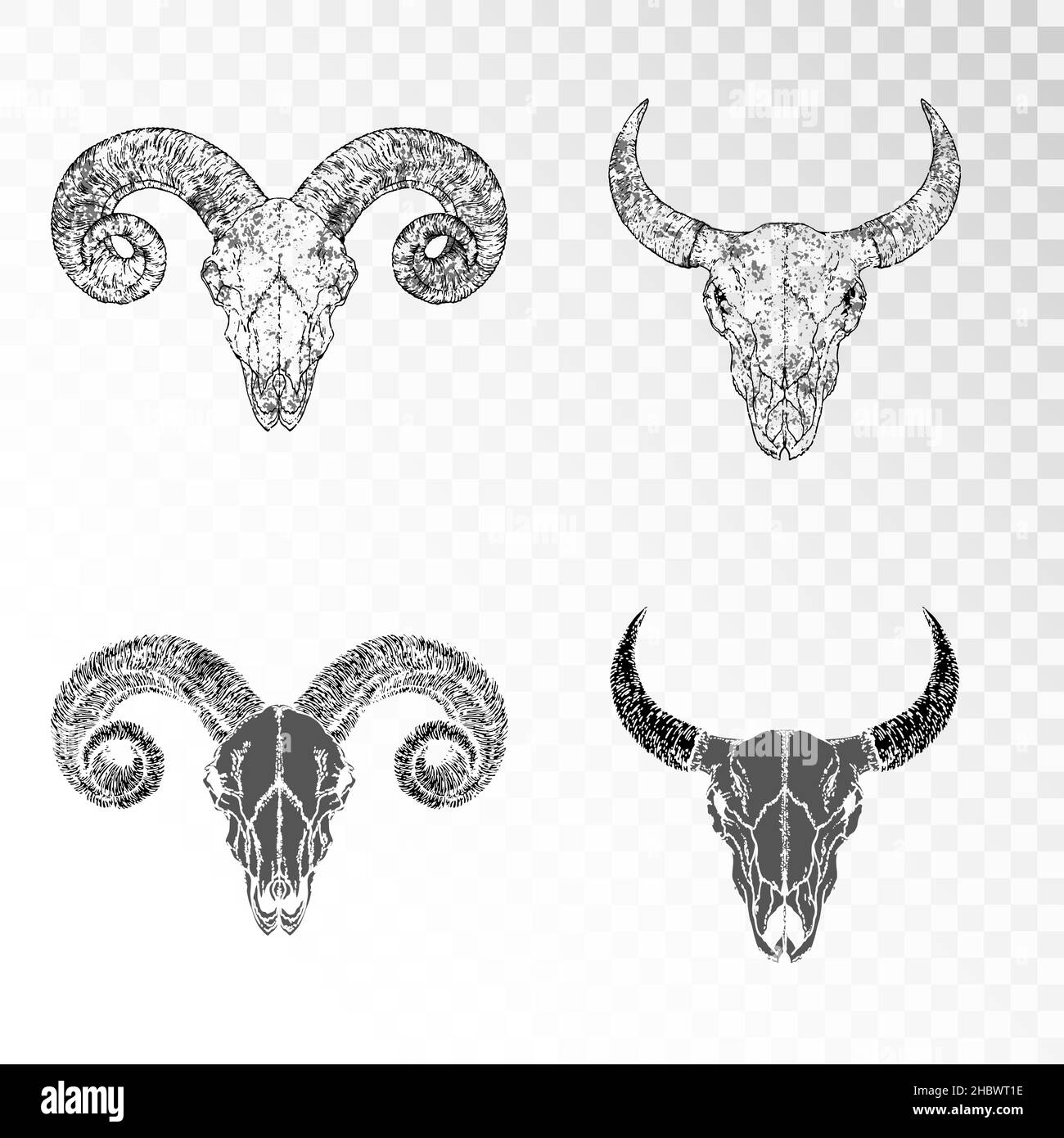 Vector set of hand drawn skulls of horned animals: bull and ram on ...