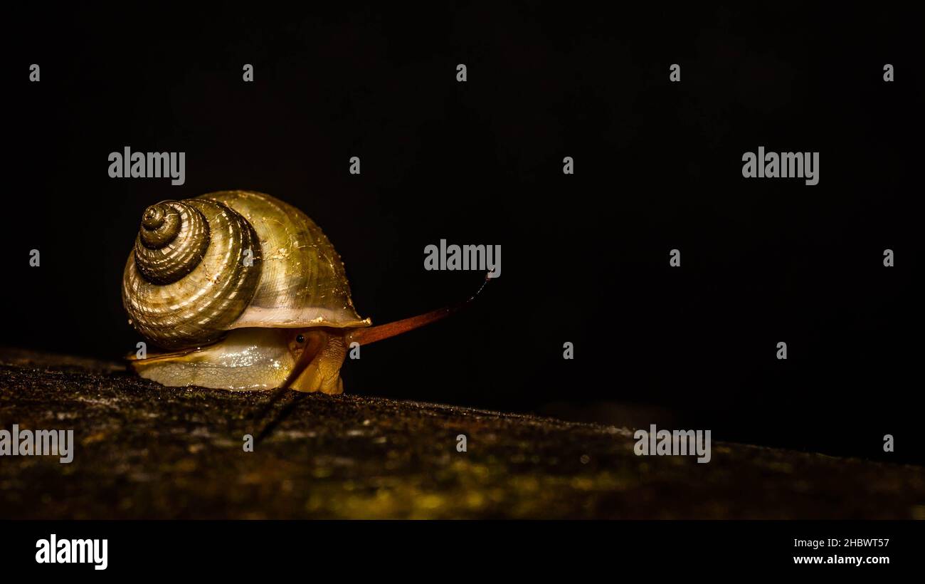 Borneo land snail crawling in the forest ground. Borneo tropical rain ...