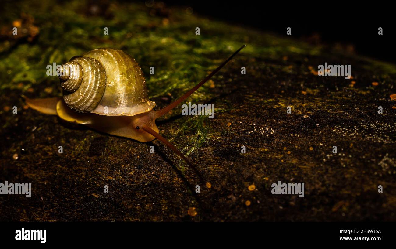 Borneo land snail crawling in the forest ground. Borneo tropical rain ...