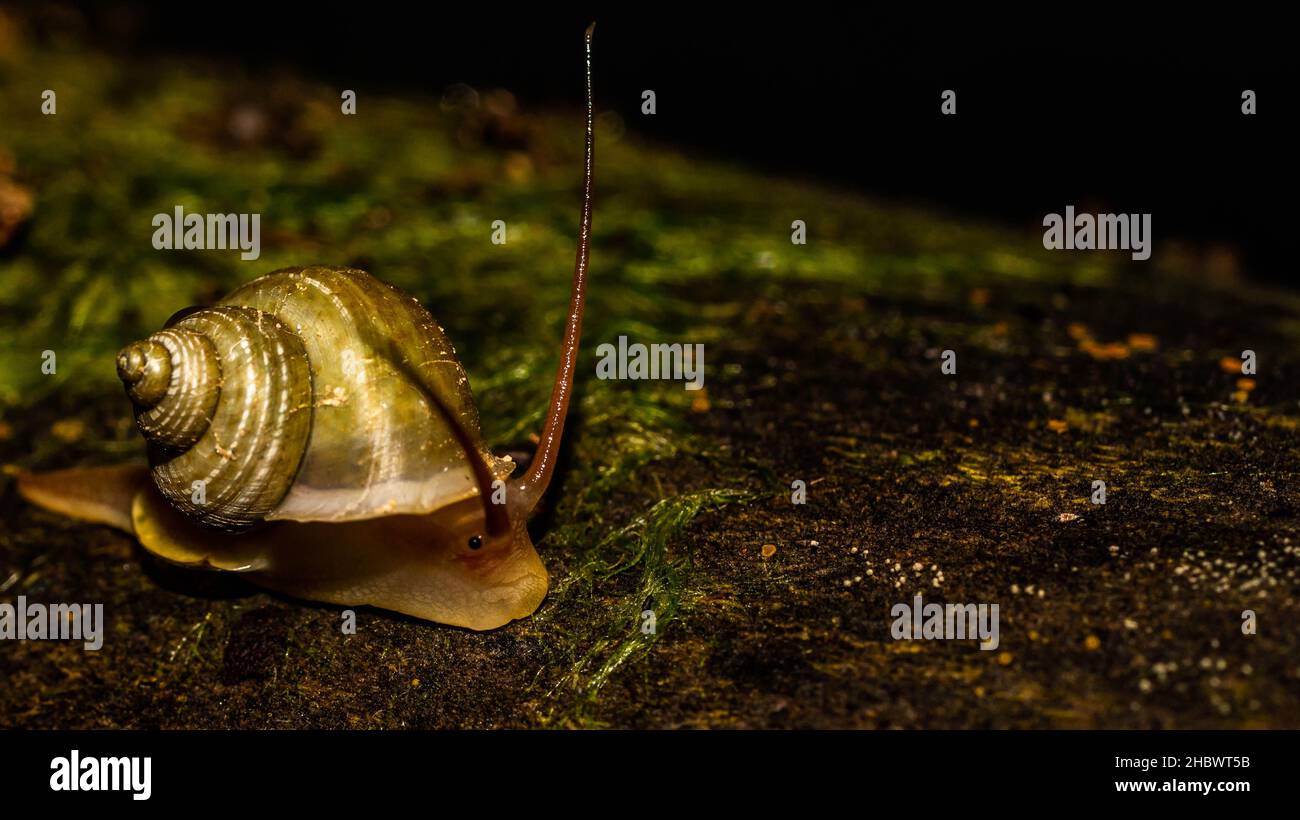 Borneo land snail crawling in the forest ground. Borneo tropical rain ...