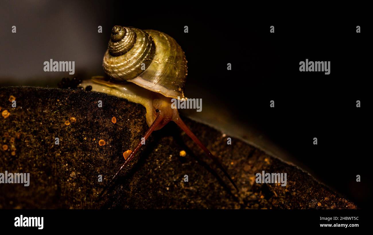 Borneo land snail crawling in the forest ground. Borneo tropical rain ...