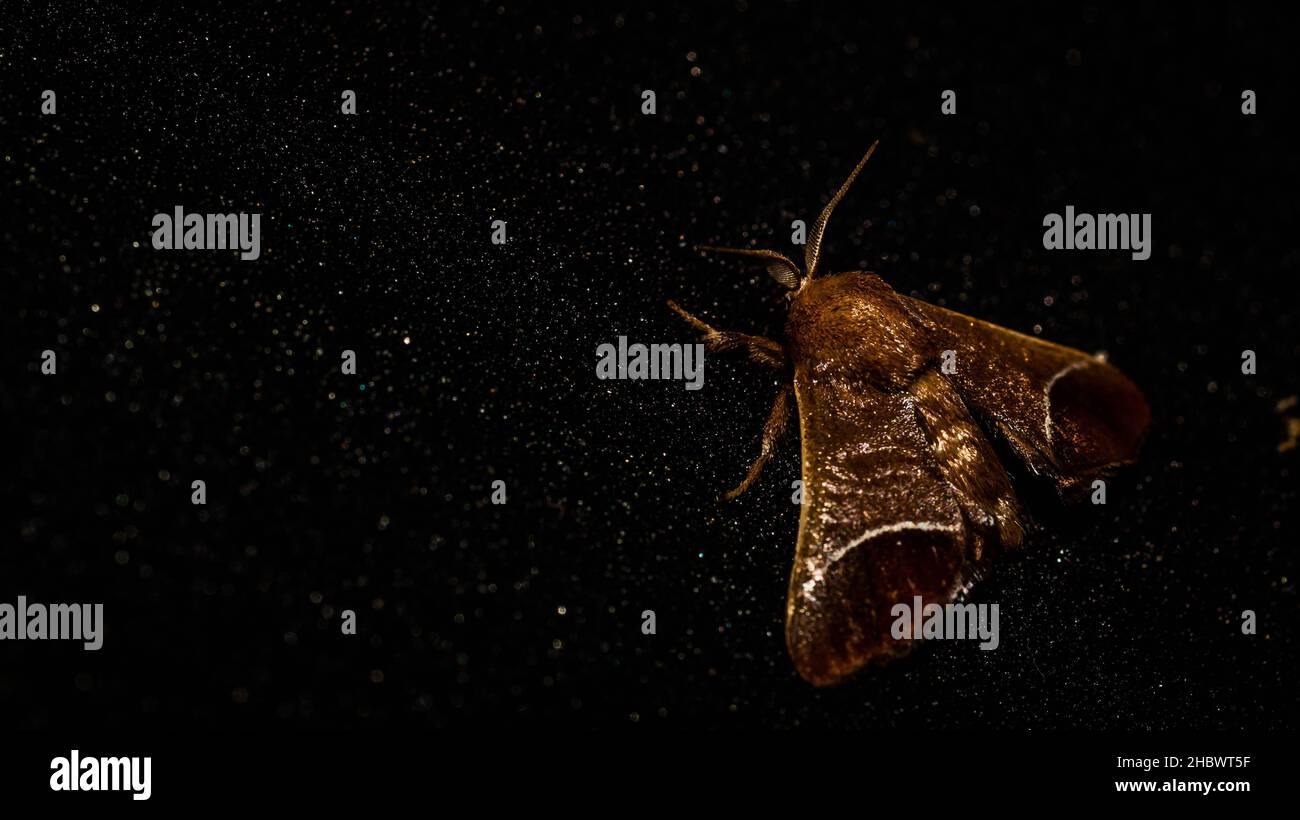 Closeup of Borneo moth with dark background Stock Photo - Alamy
