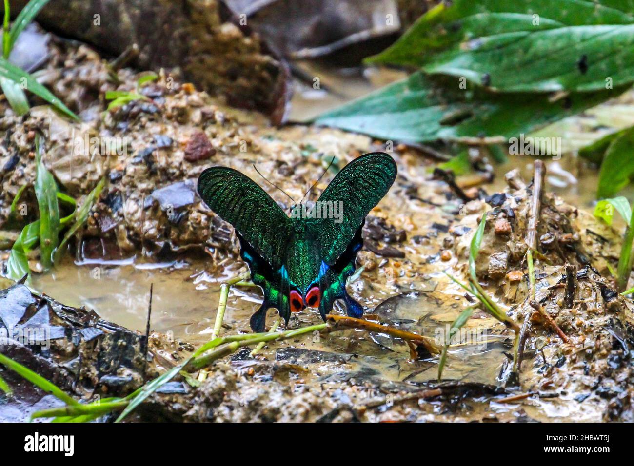 Paris peacock butterfly hi-res stock photography and images - Alamy