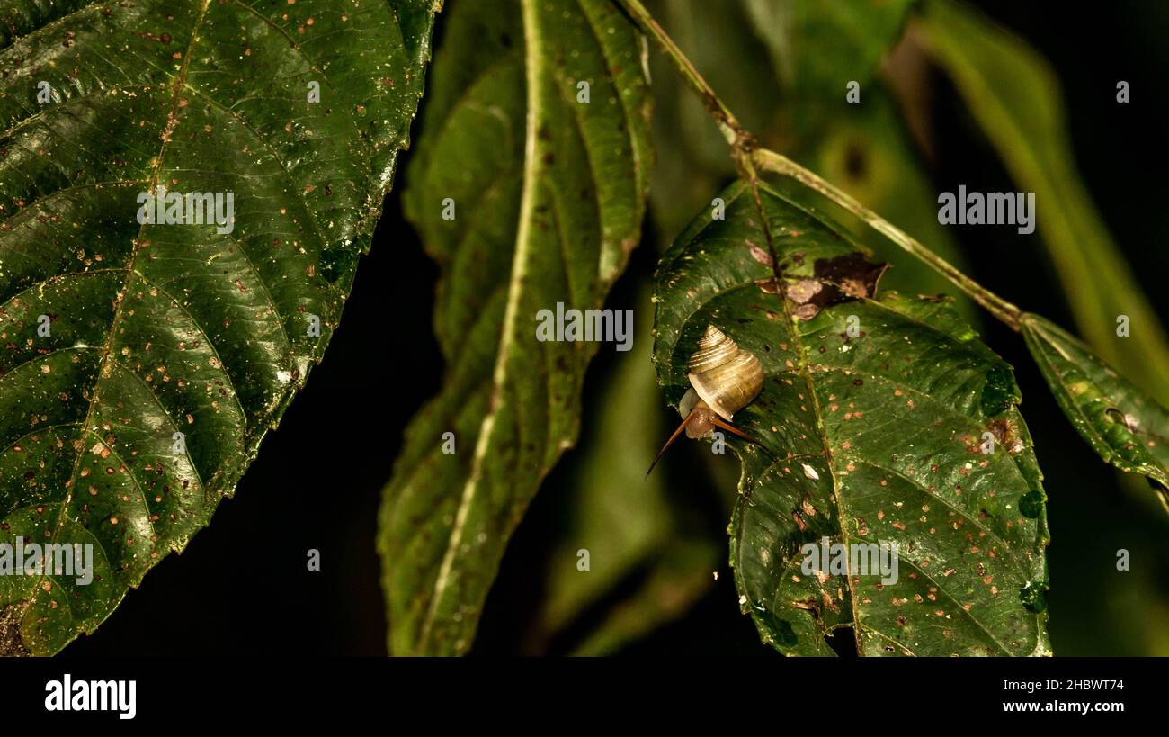 Borneo snail hi-res stock photography and images - Alamy